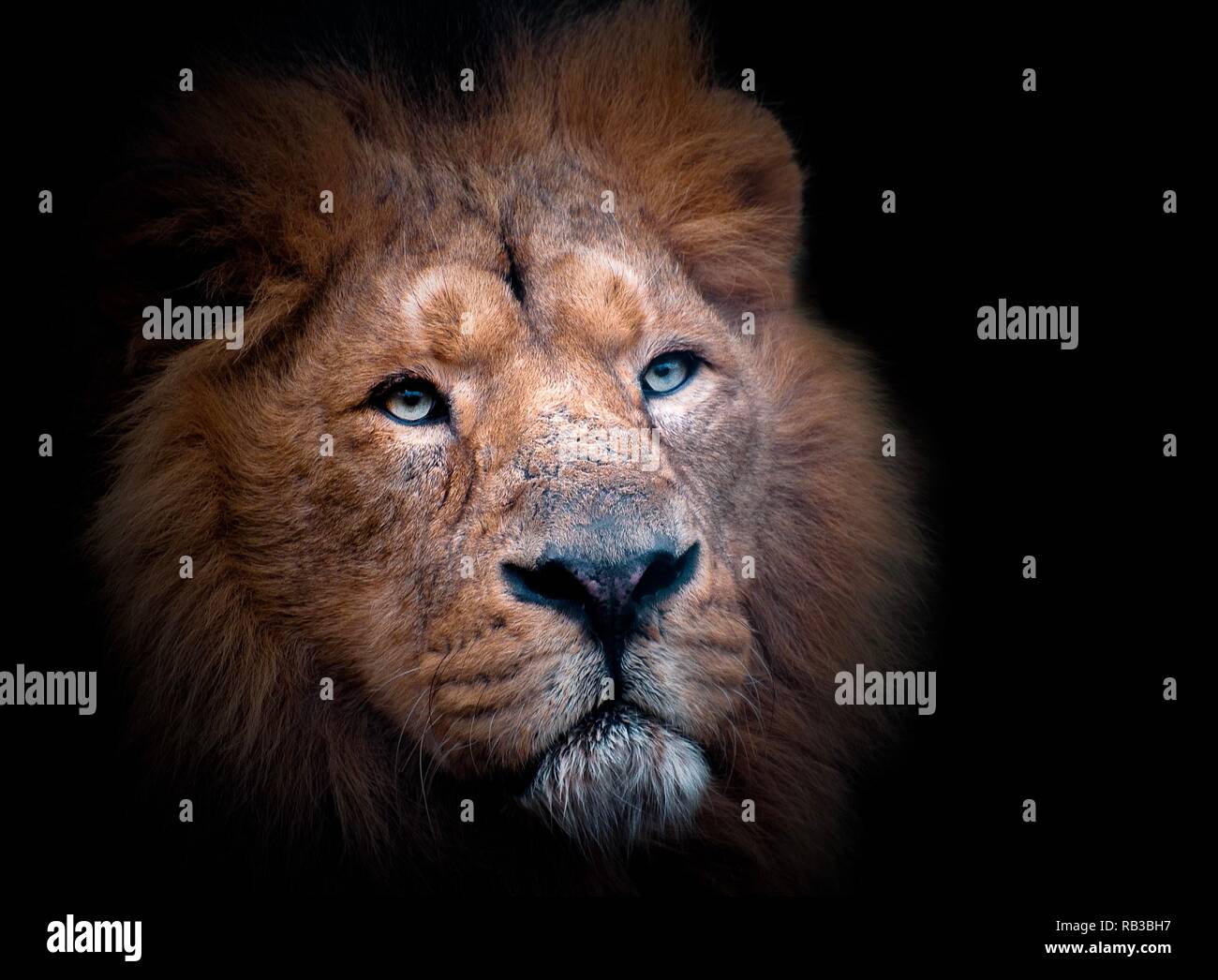 Headshot of a male Lion Stock Photo - Alamy