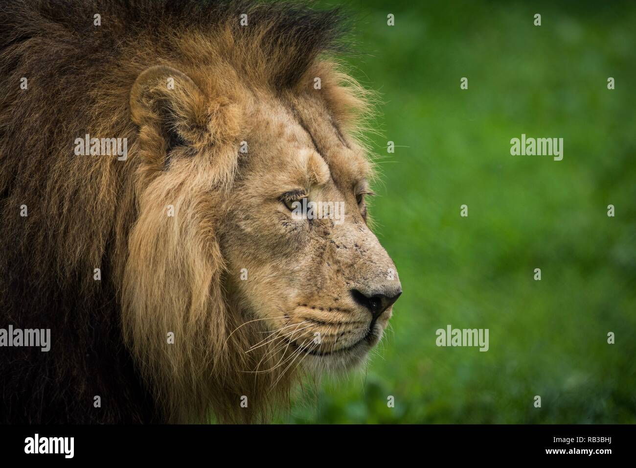 Headshot of a male Lion Stock Photo - Alamy