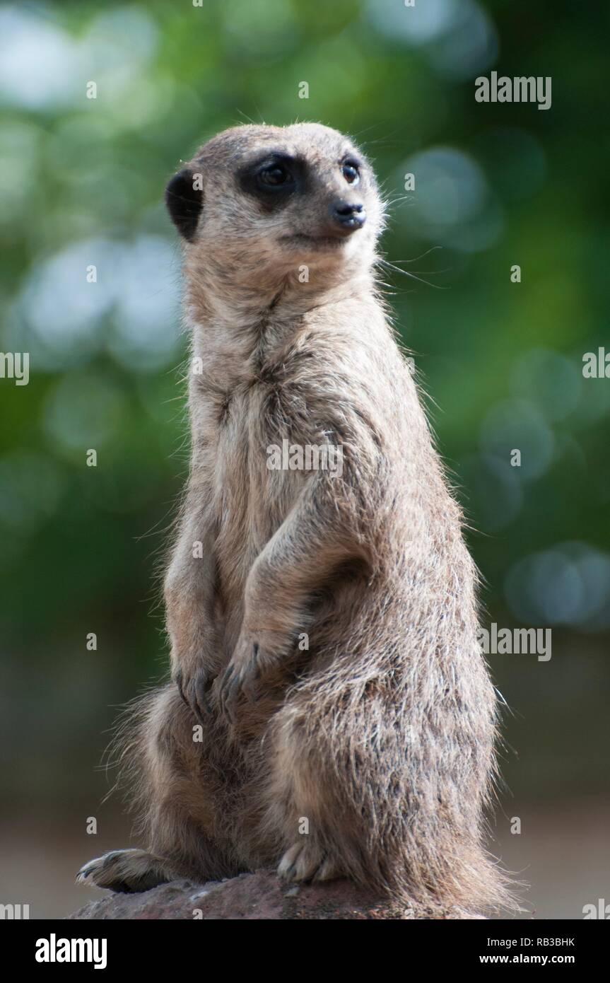 A Meerkat standing up tall Stock Photo - Alamy