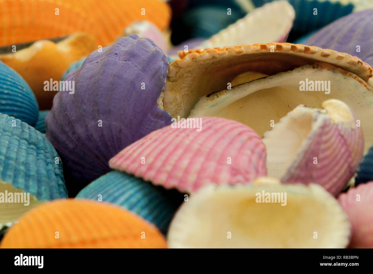 Closeup of colorful sea shells in different shapes Stock Photo - Alamy