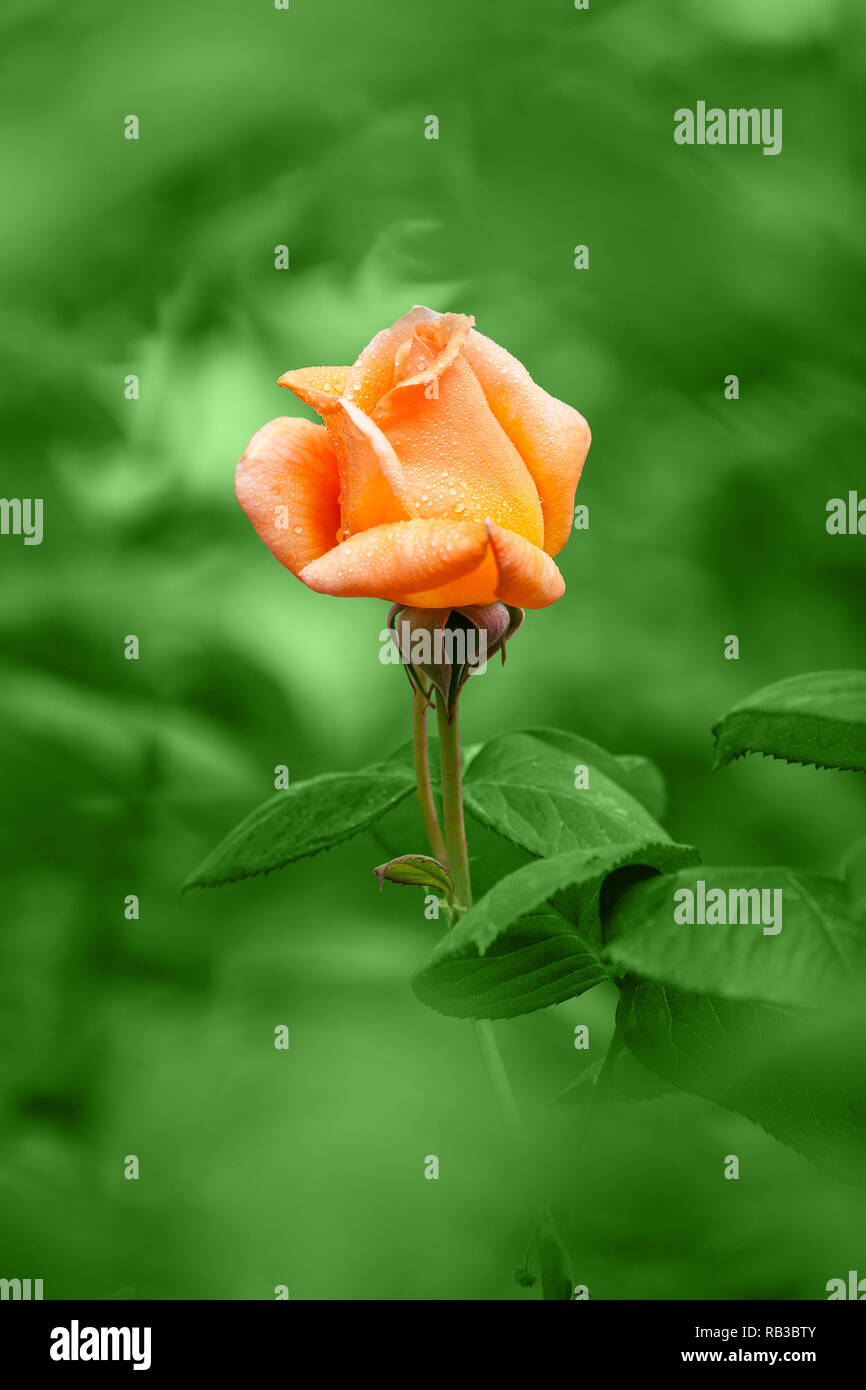 Rose rain drop hi-res stock photography and images - Alamy