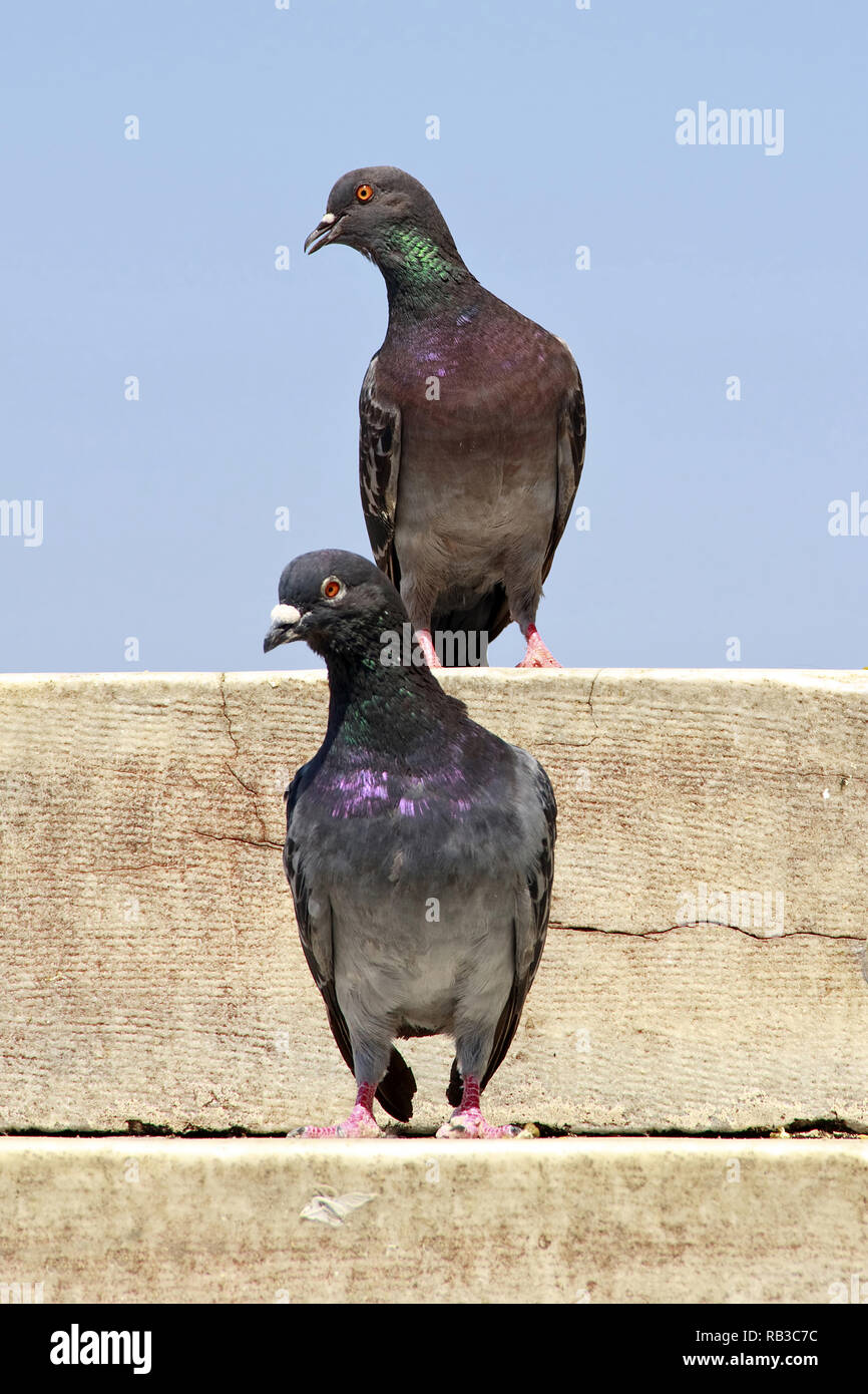 Two pigeon birds hi-res stock photography and images - Alamy