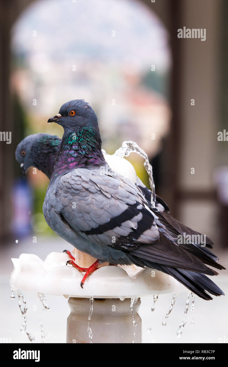 two colorful pigeon, on fountain Stock Photo - Alamy