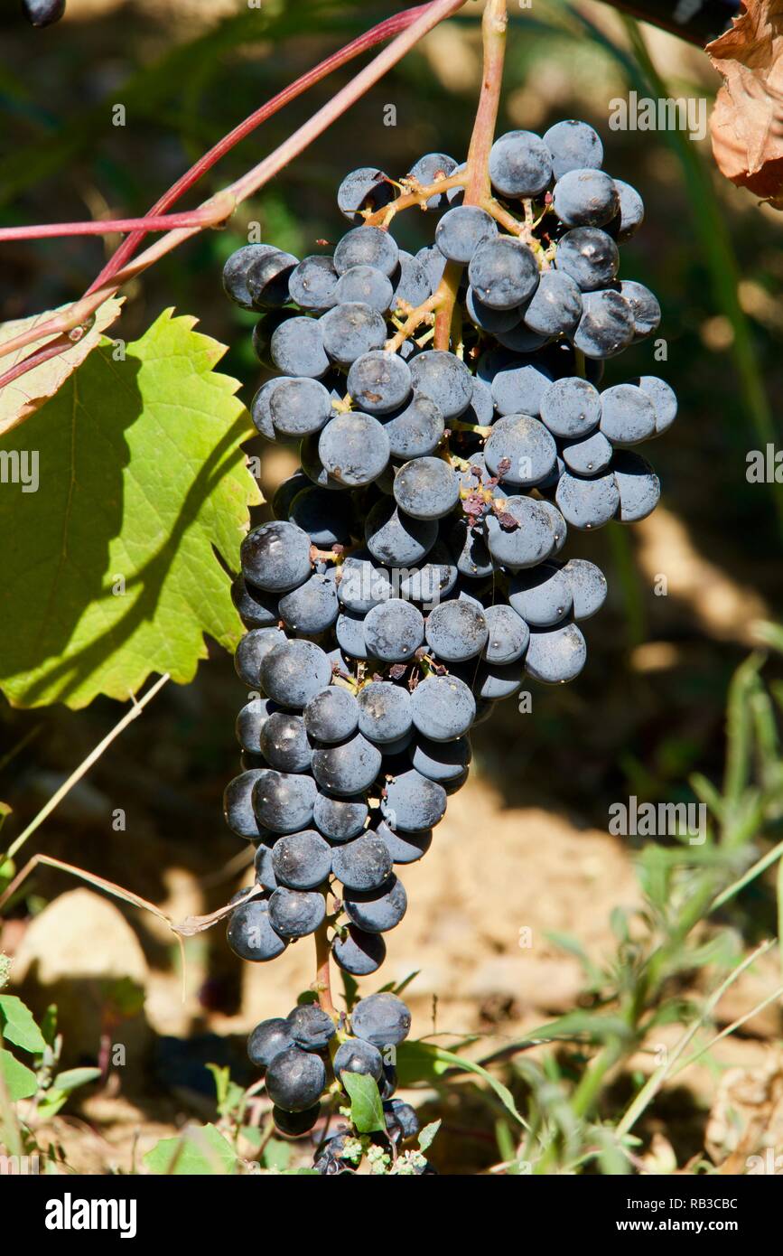 closeup view of a red wine grape Stock Photo - Alamy
