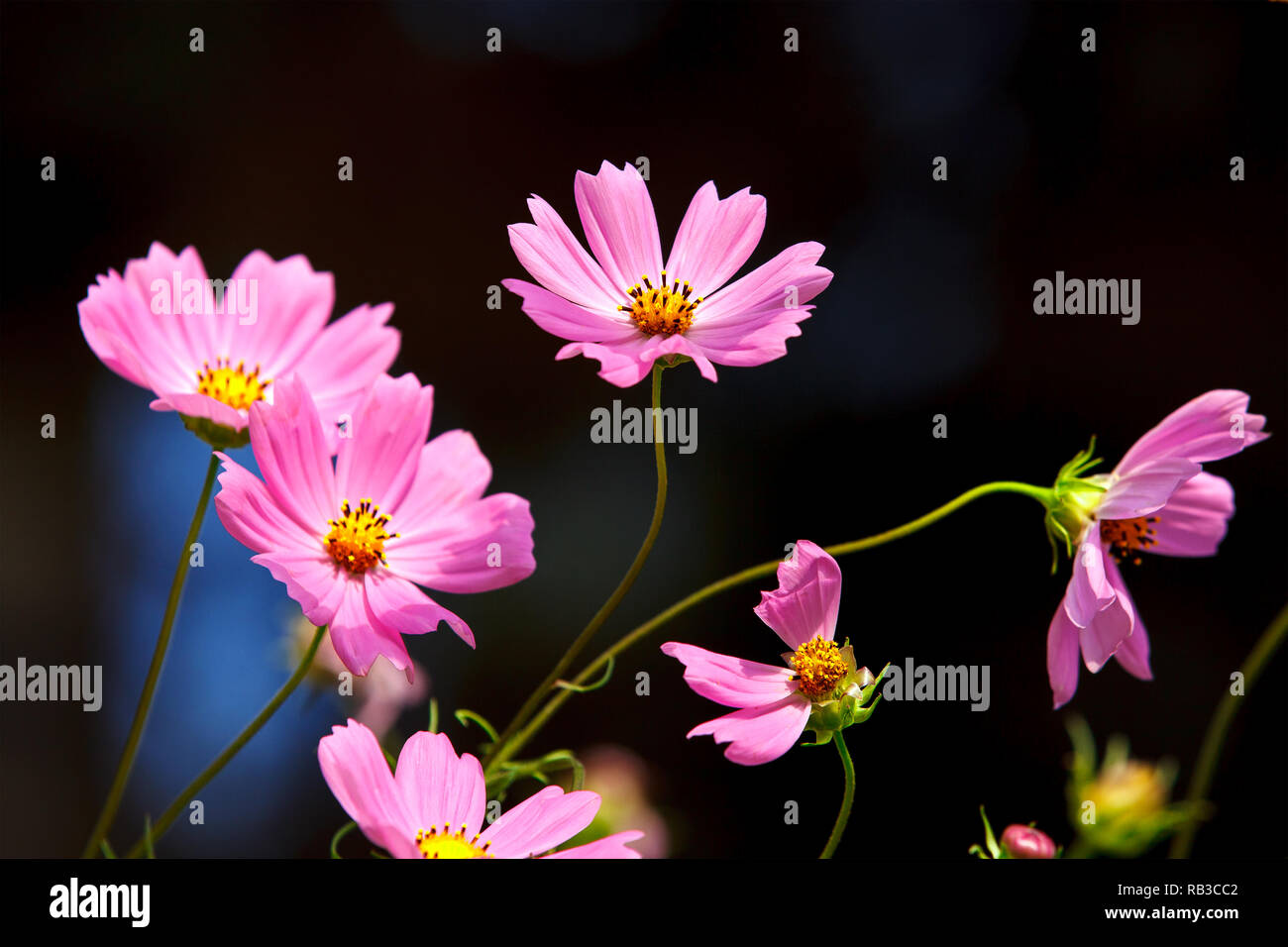 pink summer flowers closer Stock Photo - Alamy