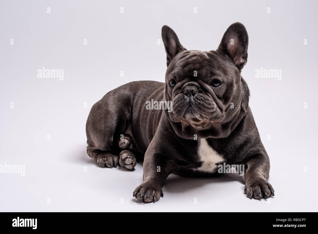 Portrait of frech bulldog looking alert to the left side. Studio shot ...