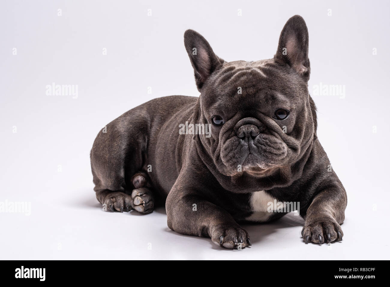 Close up of adorable french bulldog gray color. Studio shot isolated ...