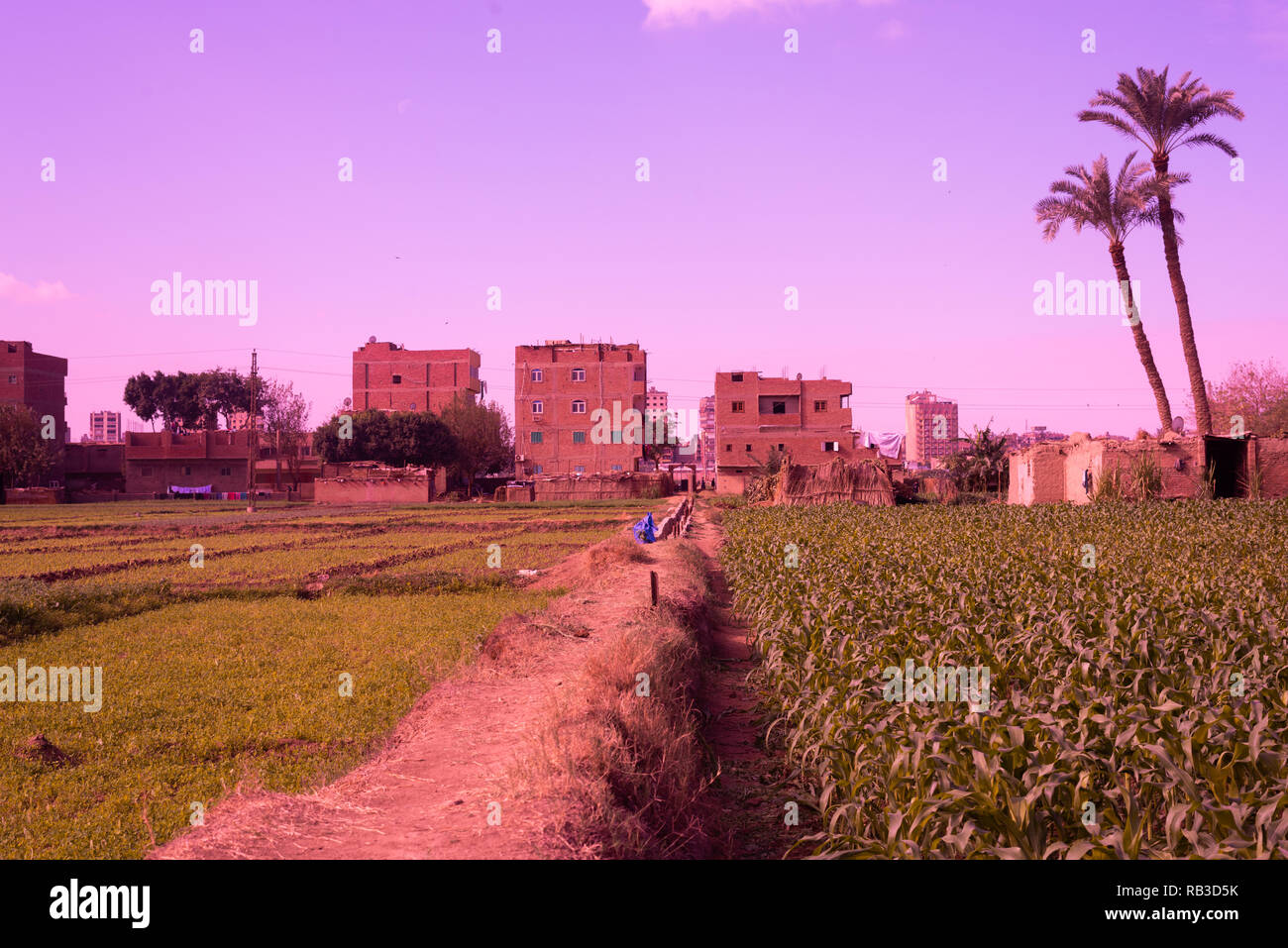 Agriculture cairo egypt field hi-res stock photography and images - Alamy