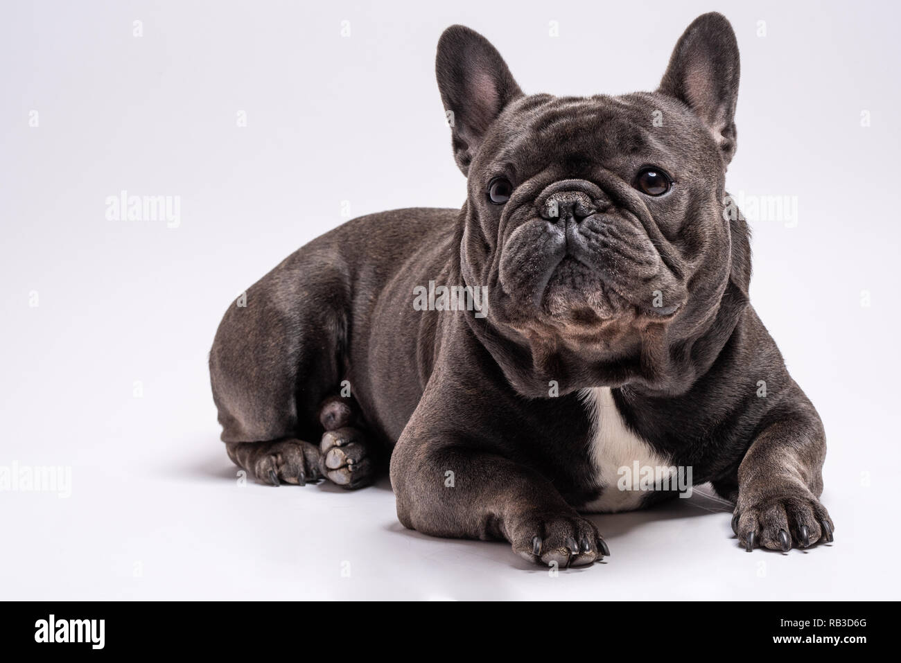 Adorable french bulldog hi-res stock photography and images - Alamy