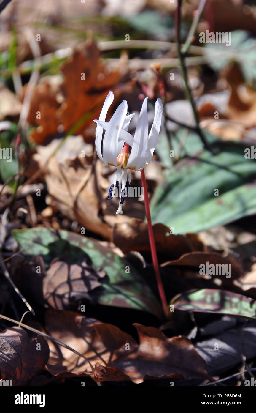 dog's-tooth-violet[, dogtooth violet, Hunds-Zahnlilie, kakasmandikó ...