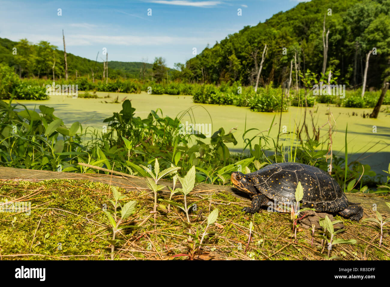 Spotted Turtle (Clemmys guttata Stock Photo - Alamy