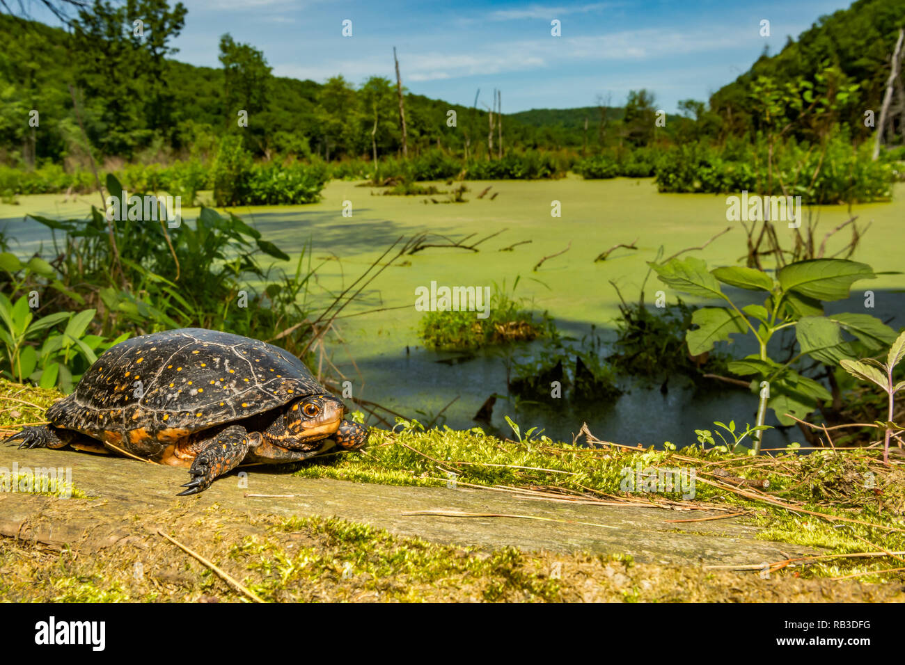 Spotted pond turtle hi-res stock photography and images - Alamy
