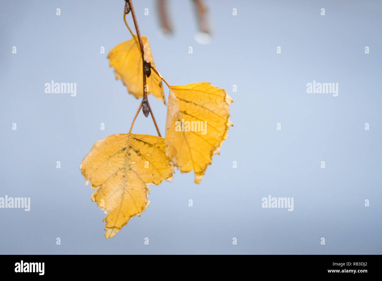 Branch with three dry yellow birch leaves on a pale blue background ...