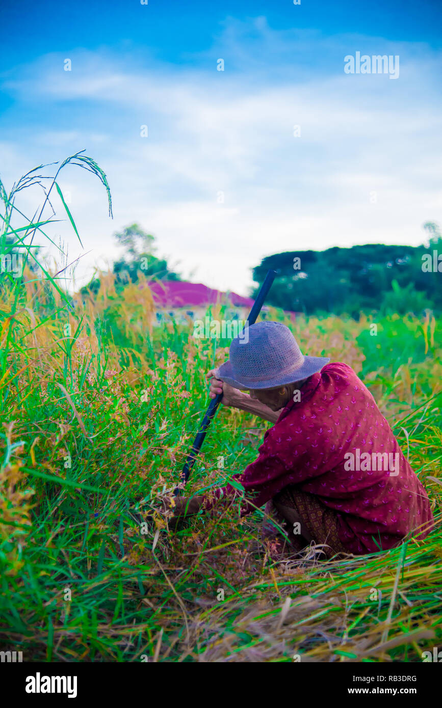 Thai elderly hunting a crab in Bangkok, Thailand. Thailand is known as ...
