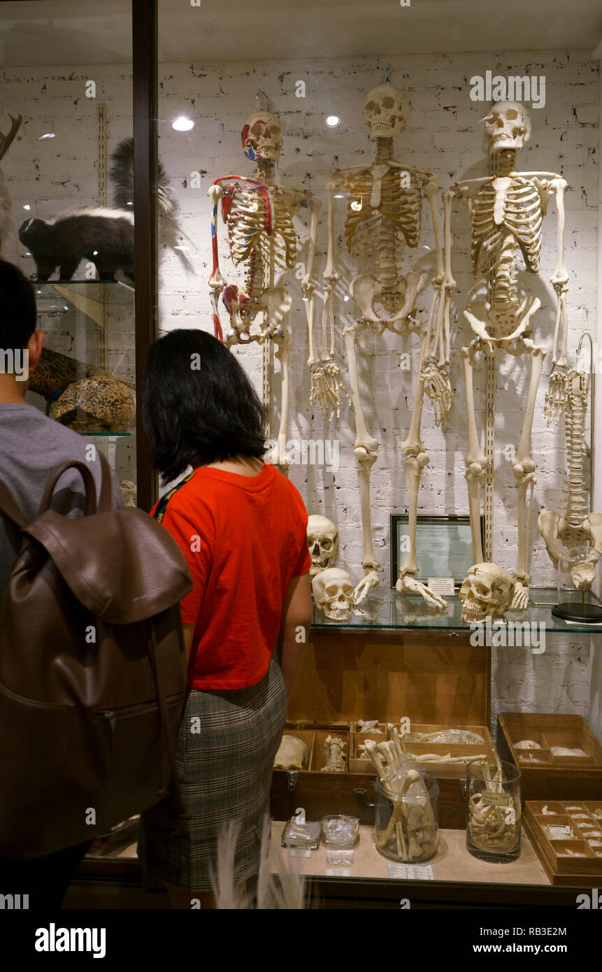 Skulls and skeletons display in the Evolution Store in Soho.Lower ...