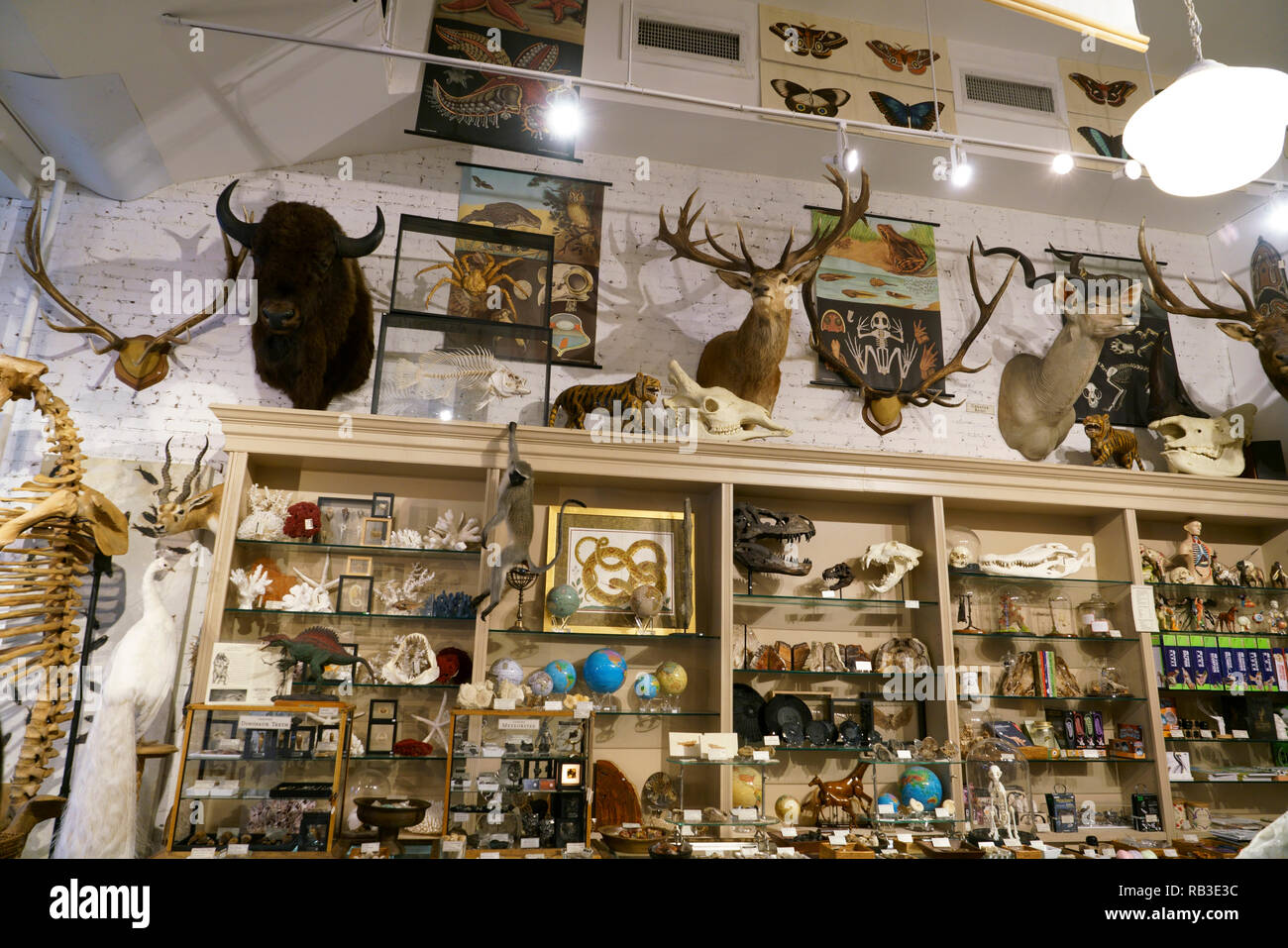 The Evolution Store in Soho.Lower Manhattan.New York City.NY.USA Stock ...