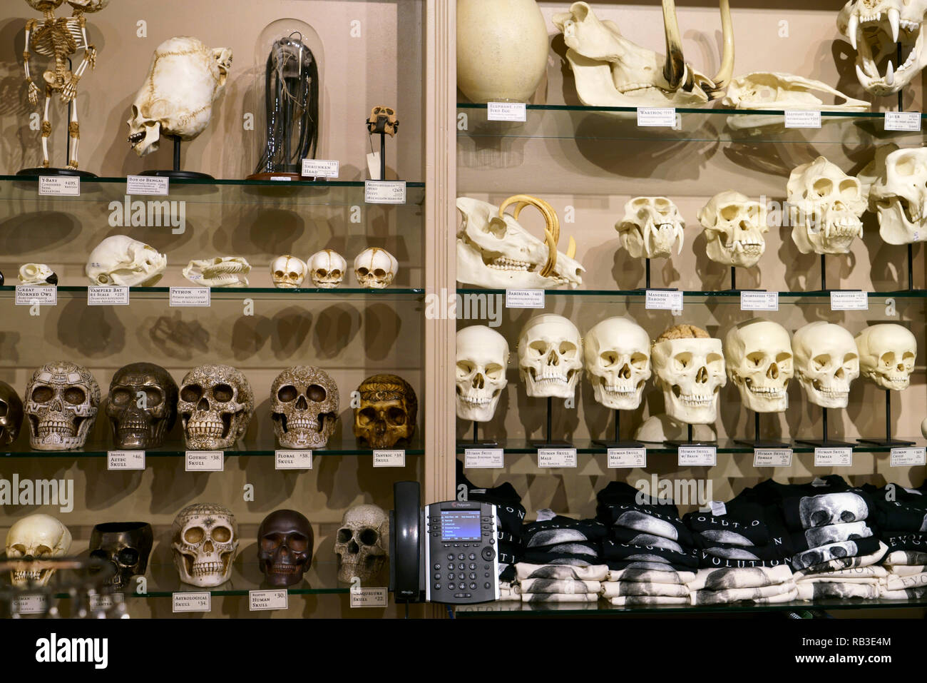 Human skulls display in the Evolution Store in Soho.Lower Manhattan.New ...