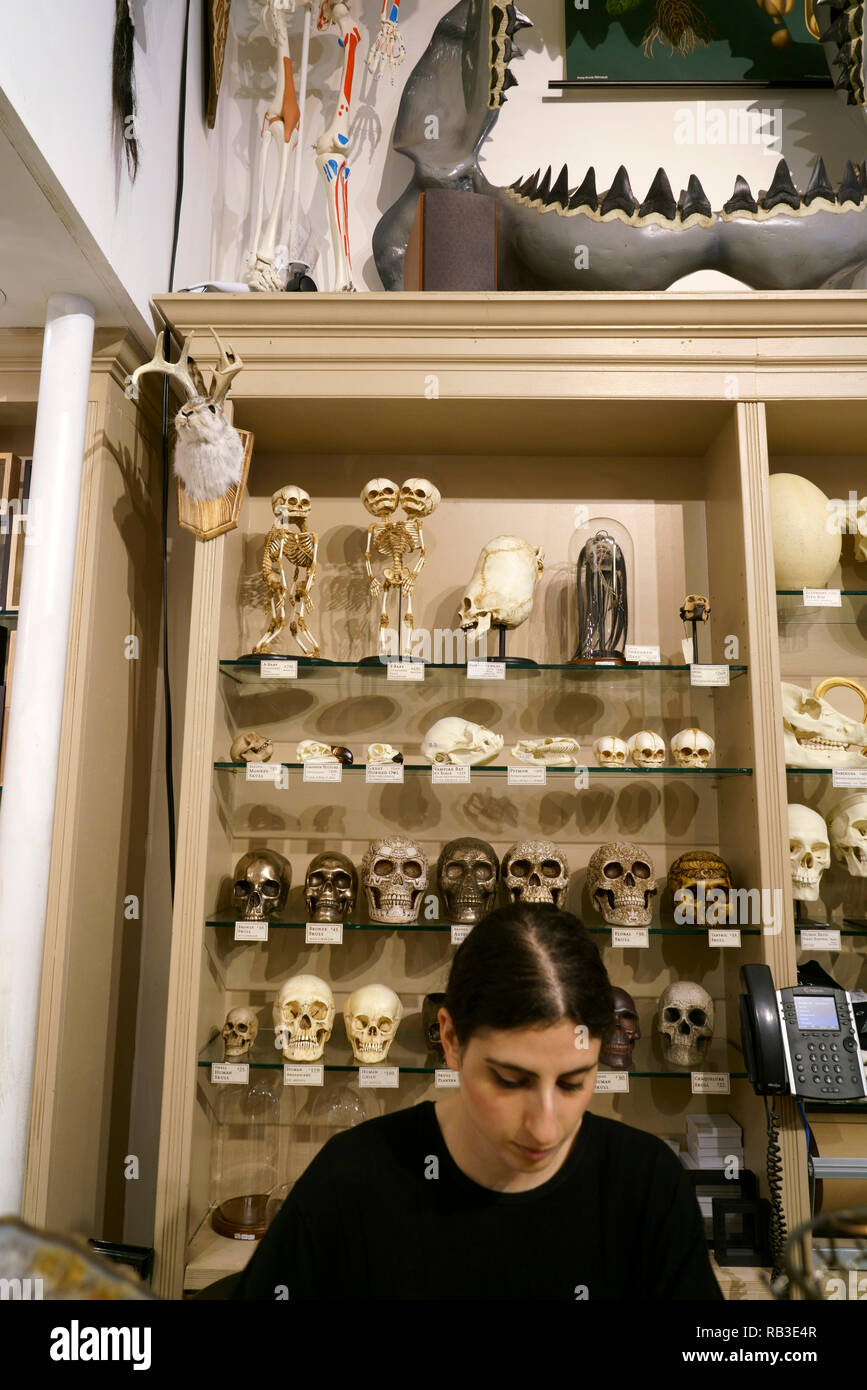 The Evolution Store in Soho.Lower Manhattan.New York City.NY.USA Stock ...