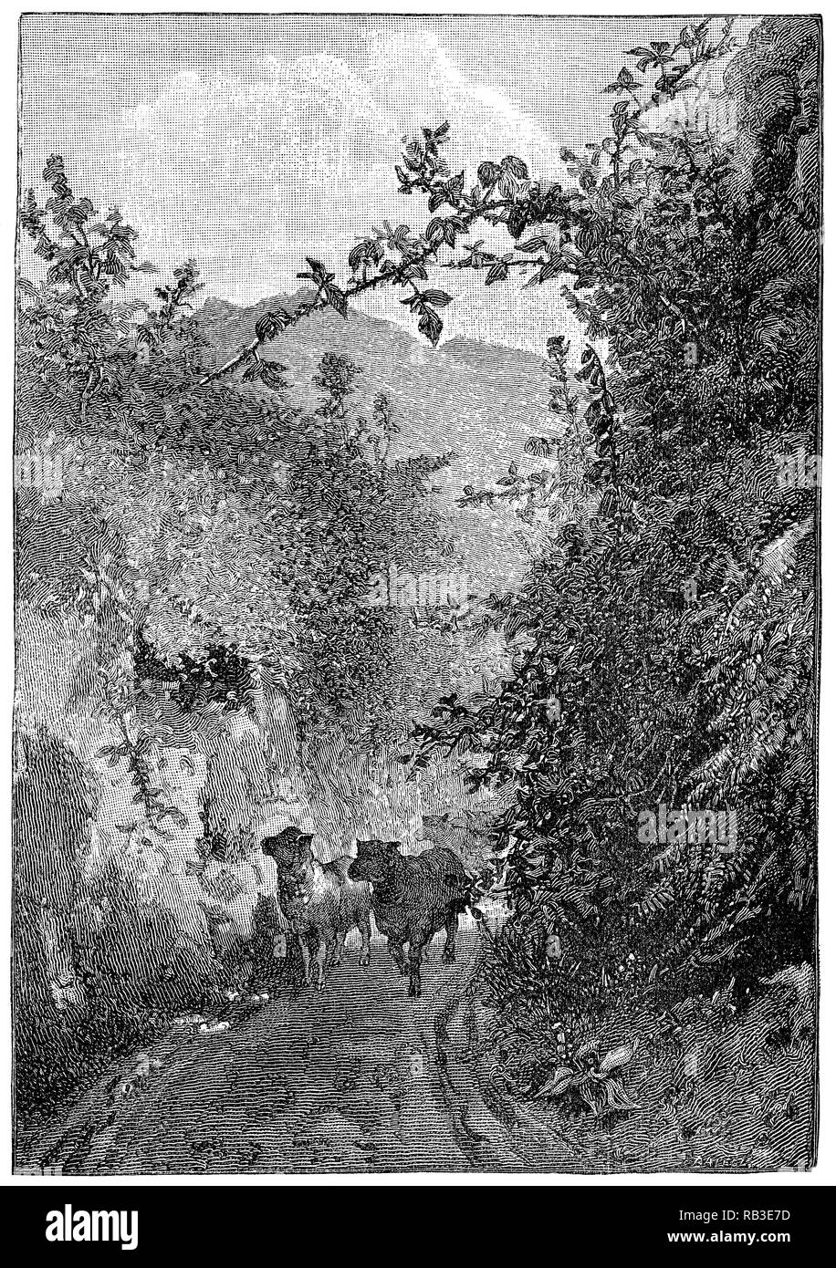 1884 illustration hi-res stock photography and images - Alamy