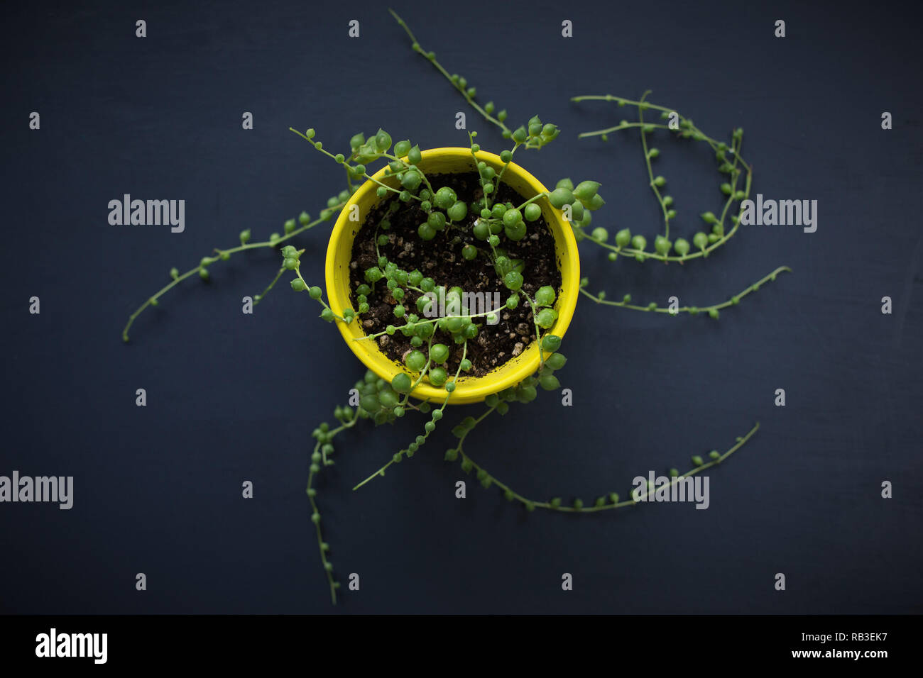 A string of bead plant - senecio rowleyanus Stock Photo - Alamy