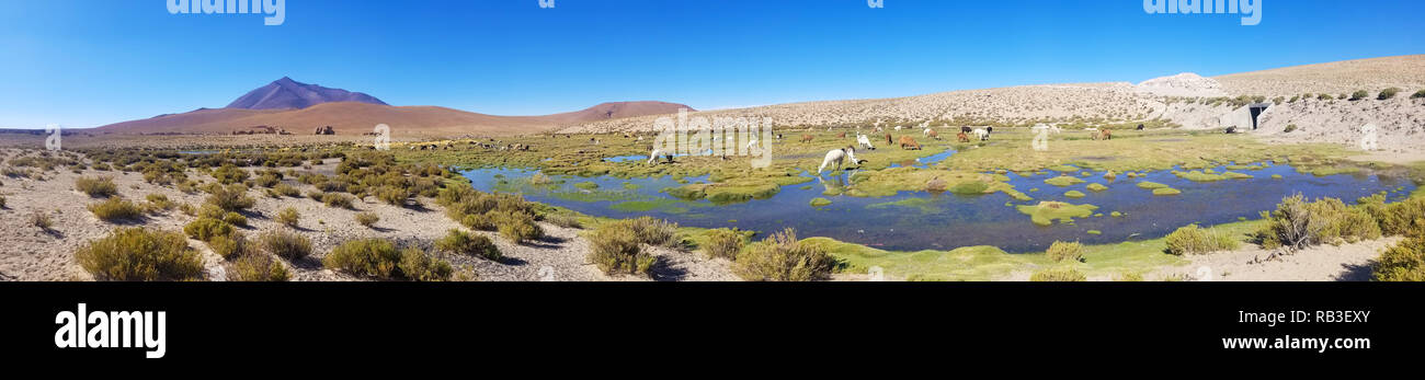 Beautiful lamas in the Andes in South America. Lakes and mountains ...