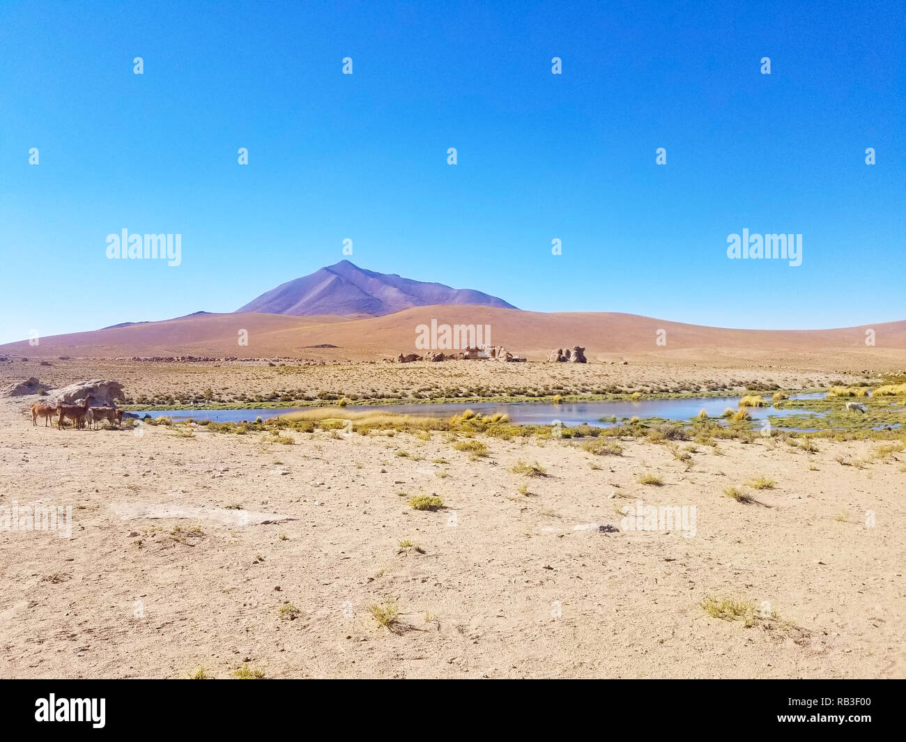 Beautiful lamas in the Andes in South America. Lakes and mountains ...
