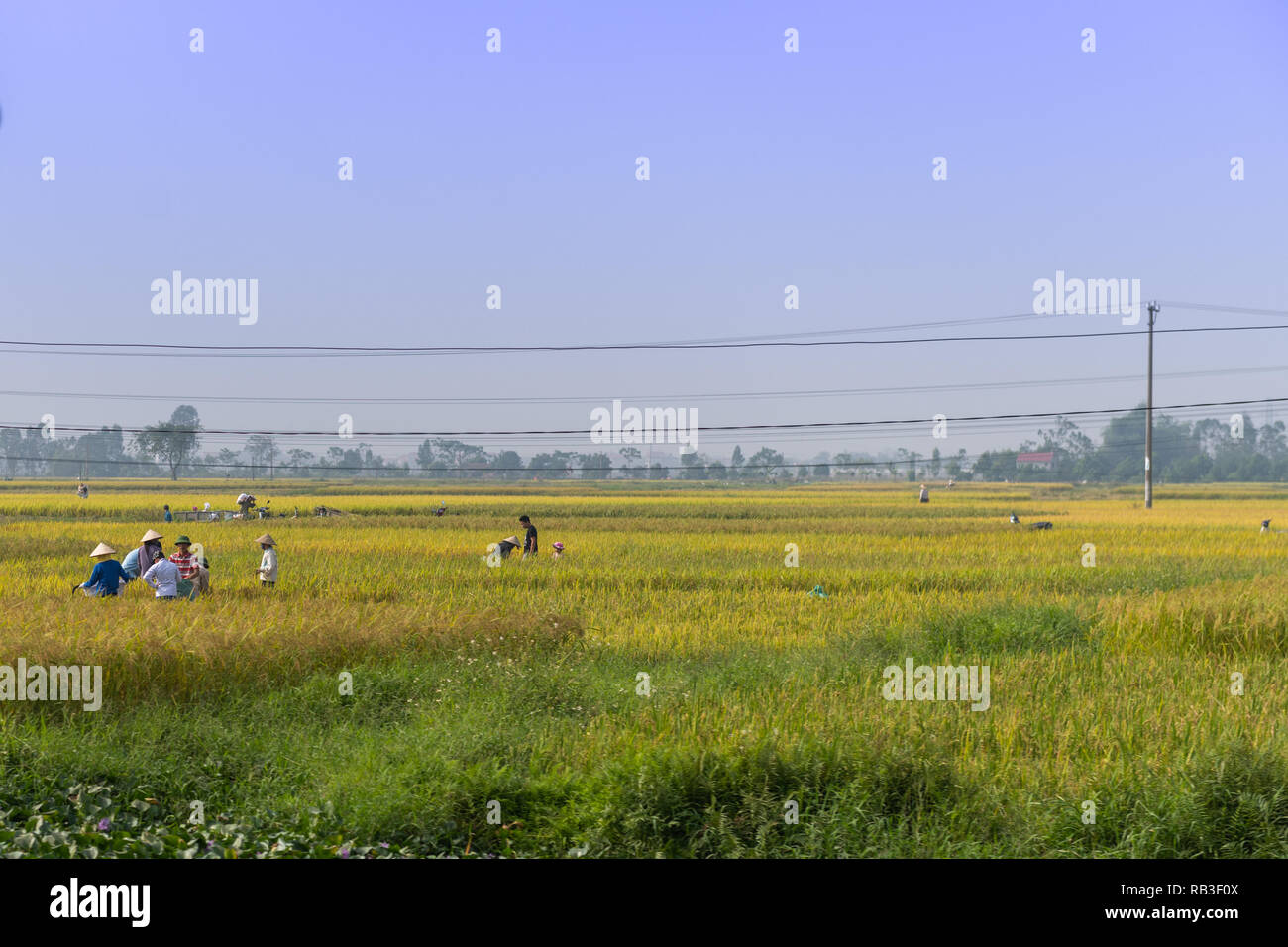 Harvest in the rice fields of vietnam hi-res stock photography and ...