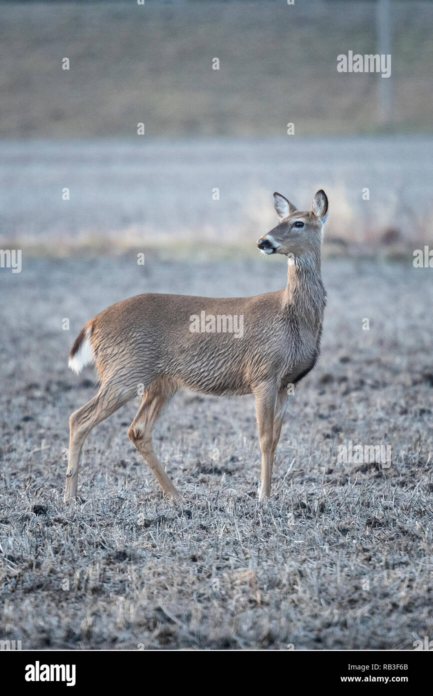 White tailed deer standing in hi-res stock photography and images - Alamy