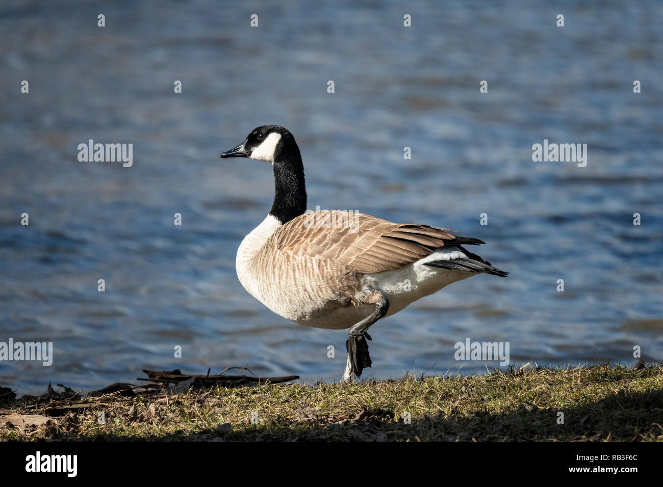 Canada goose on water hi-res stock photography and images - Alamy