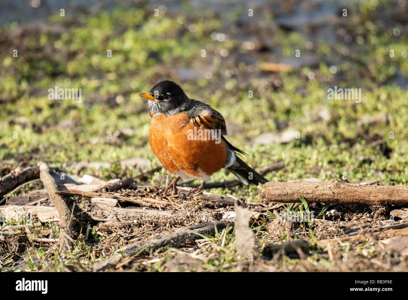 American Robin foraging on water shore Stock Photo - Alamy