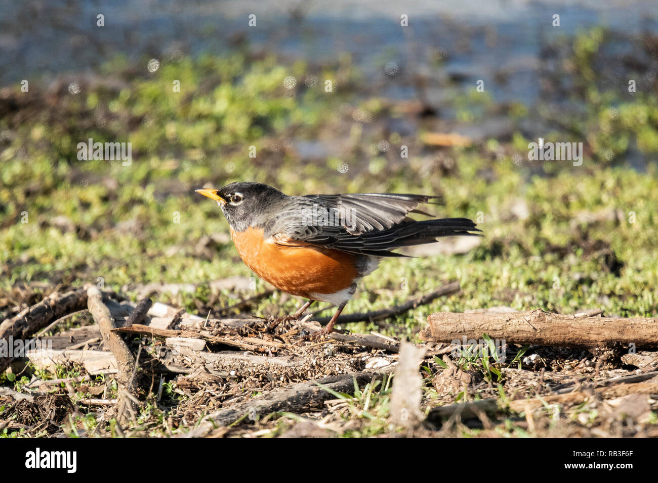 American Robin foraging on water shore Stock Photo - Alamy