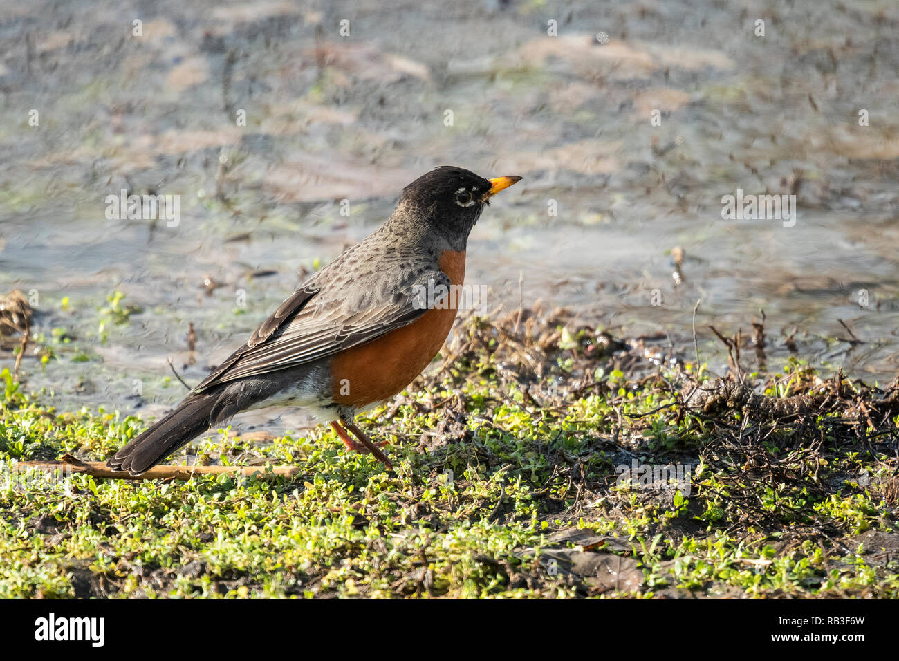 American Robin foraging on water shore Stock Photo - Alamy