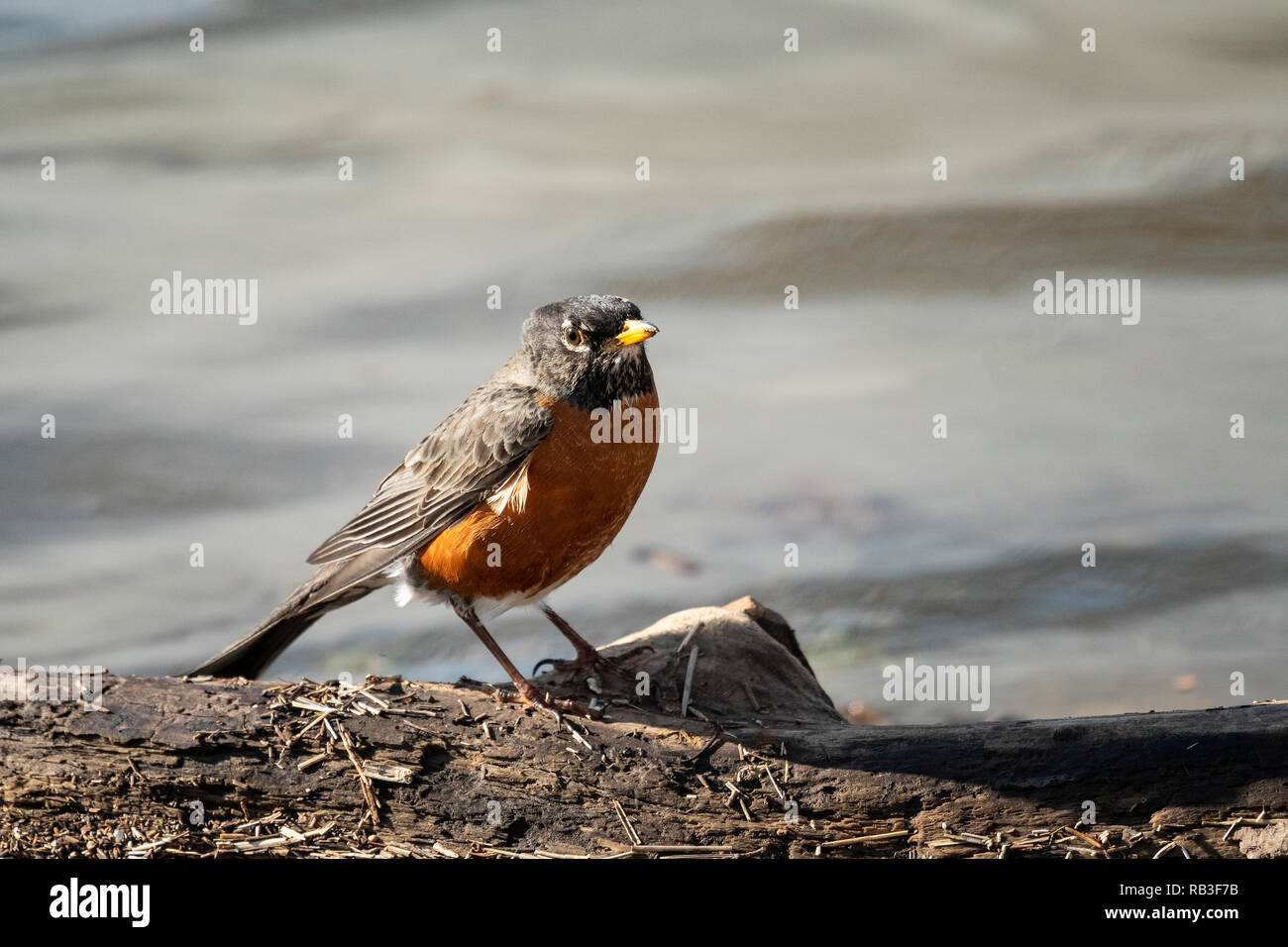 American Robin foraging on water shore Stock Photo - Alamy