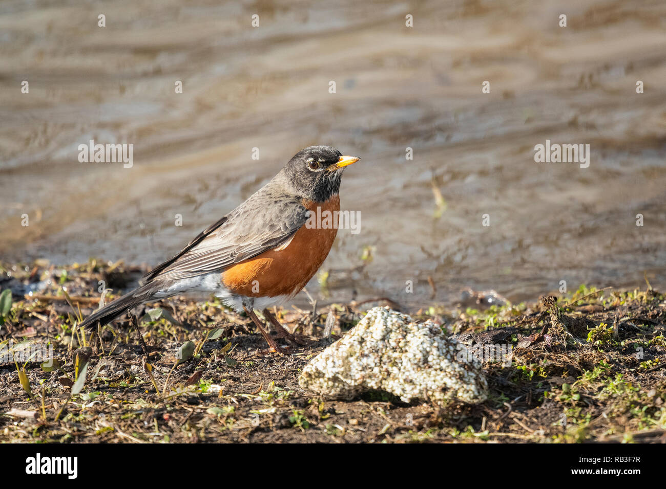 American Robin foraging on water shore Stock Photo - Alamy