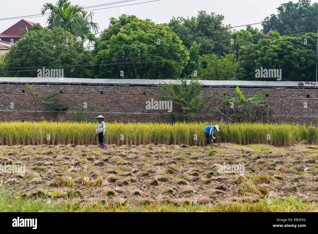 Harvesting rice by hand hi-res stock photography and images - Alamy
