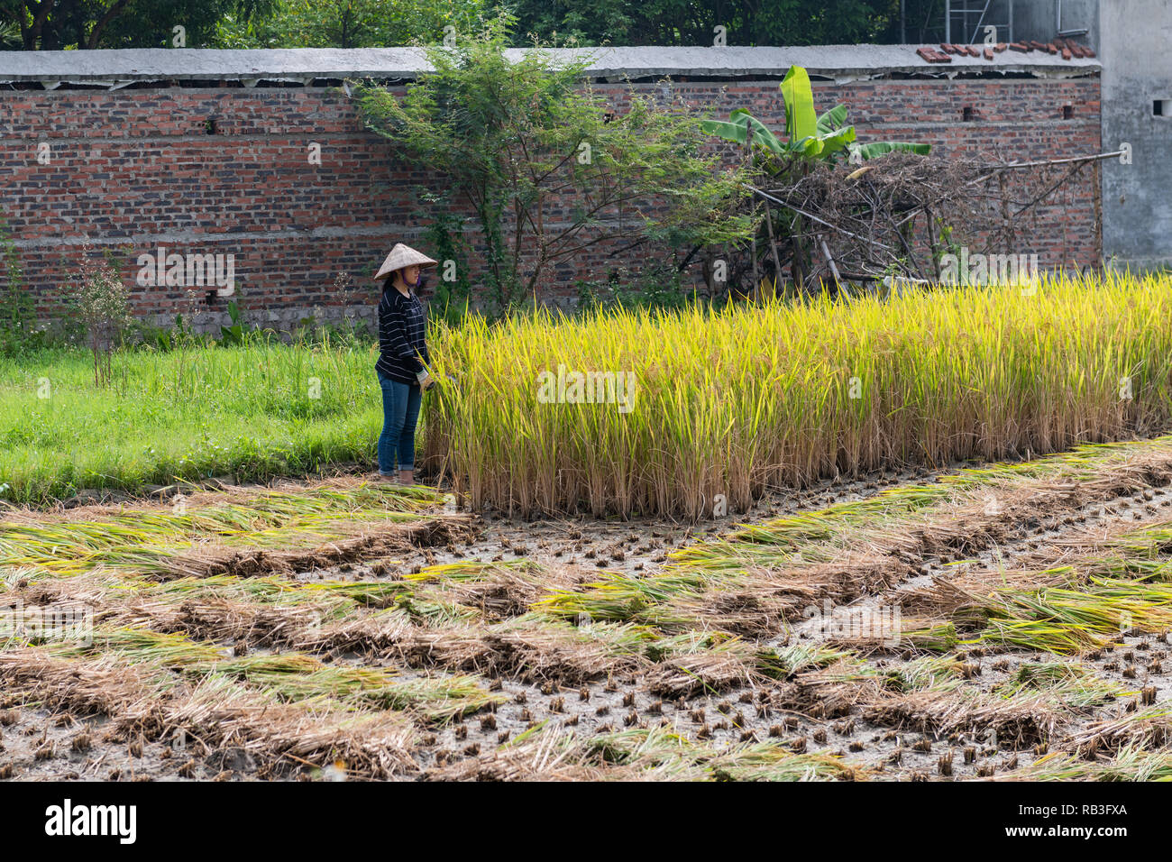 Harvesting rice by hand hi-res stock photography and images - Alamy