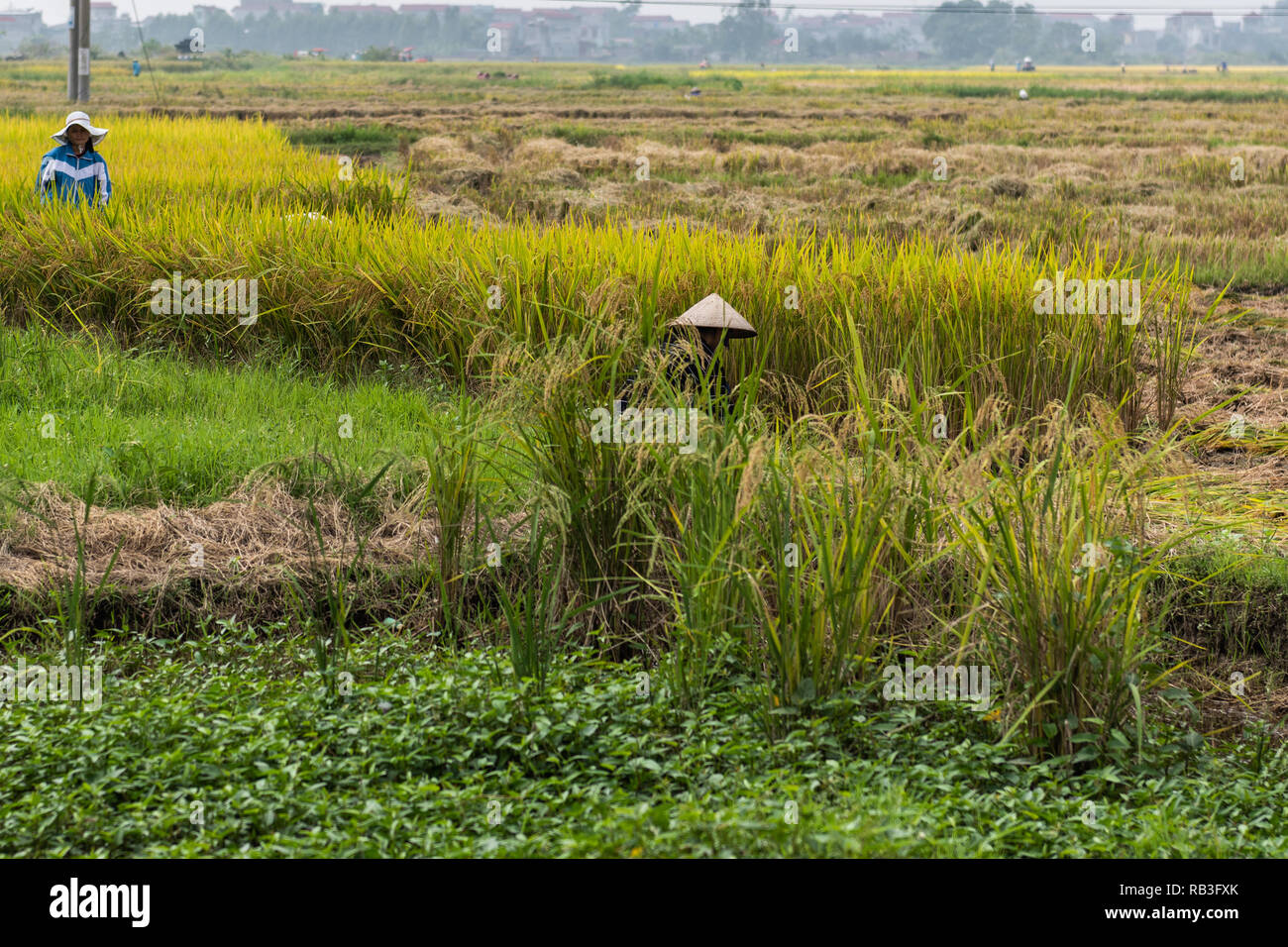 Women harvesting rice by hand, rural, Vietnam Stock Photo - Alamy