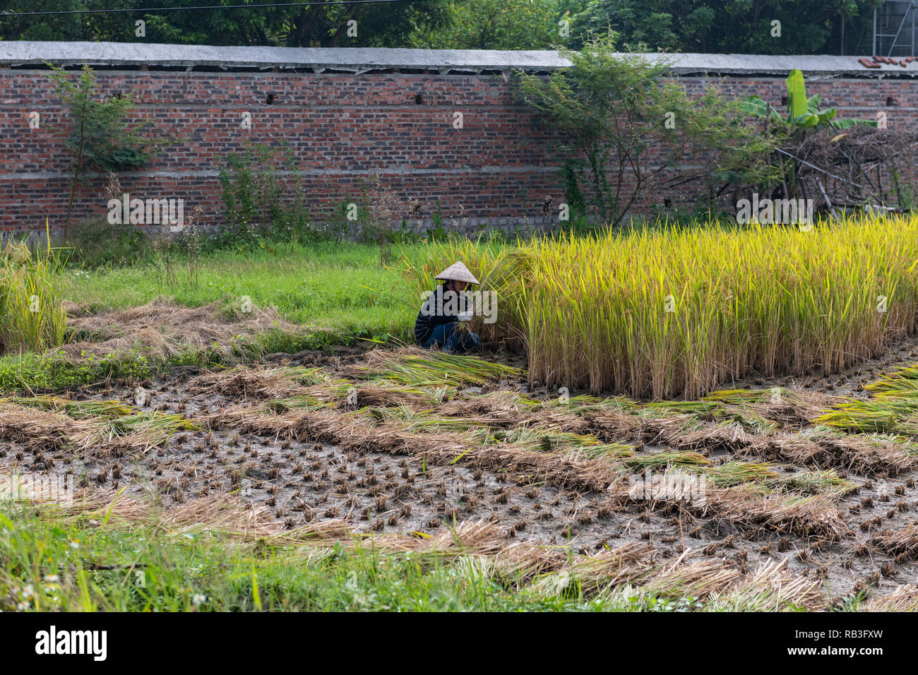 Women harvesting rice by hand, rural, Vietnam Stock Photo - Alamy