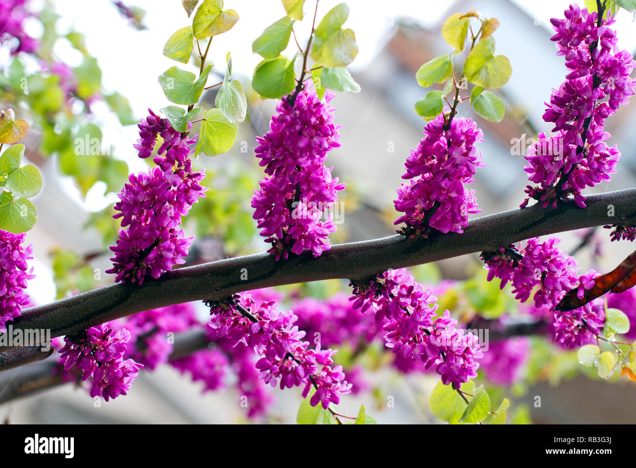 redbud (judas tree) tree on rain Stock Photo - Alamy