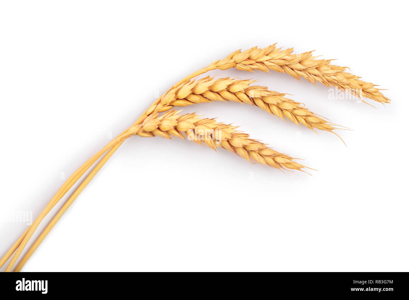 ears of wheat isolated on white background. Top view Stock Photo - Alamy