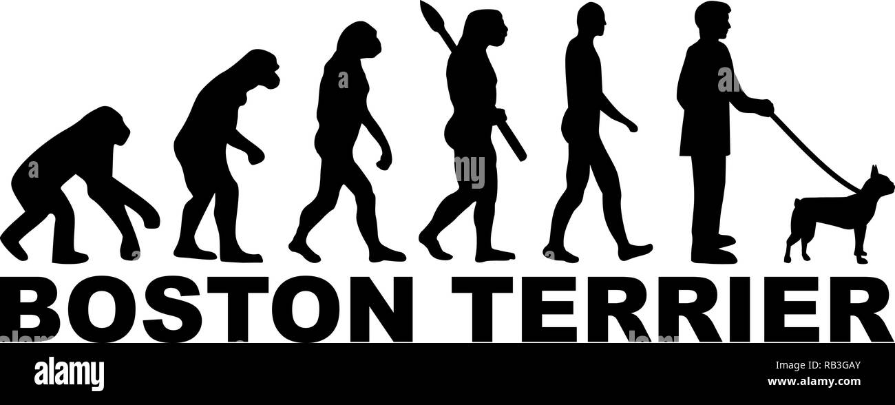 Boston terrier evolution with word Stock Vector Image & Art - Alamy