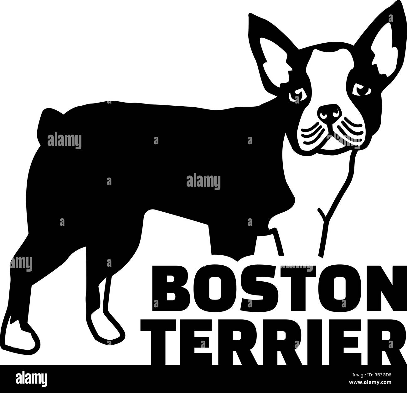 Boston terrier silhouette real with word Stock Vector Image & Art - Alamy