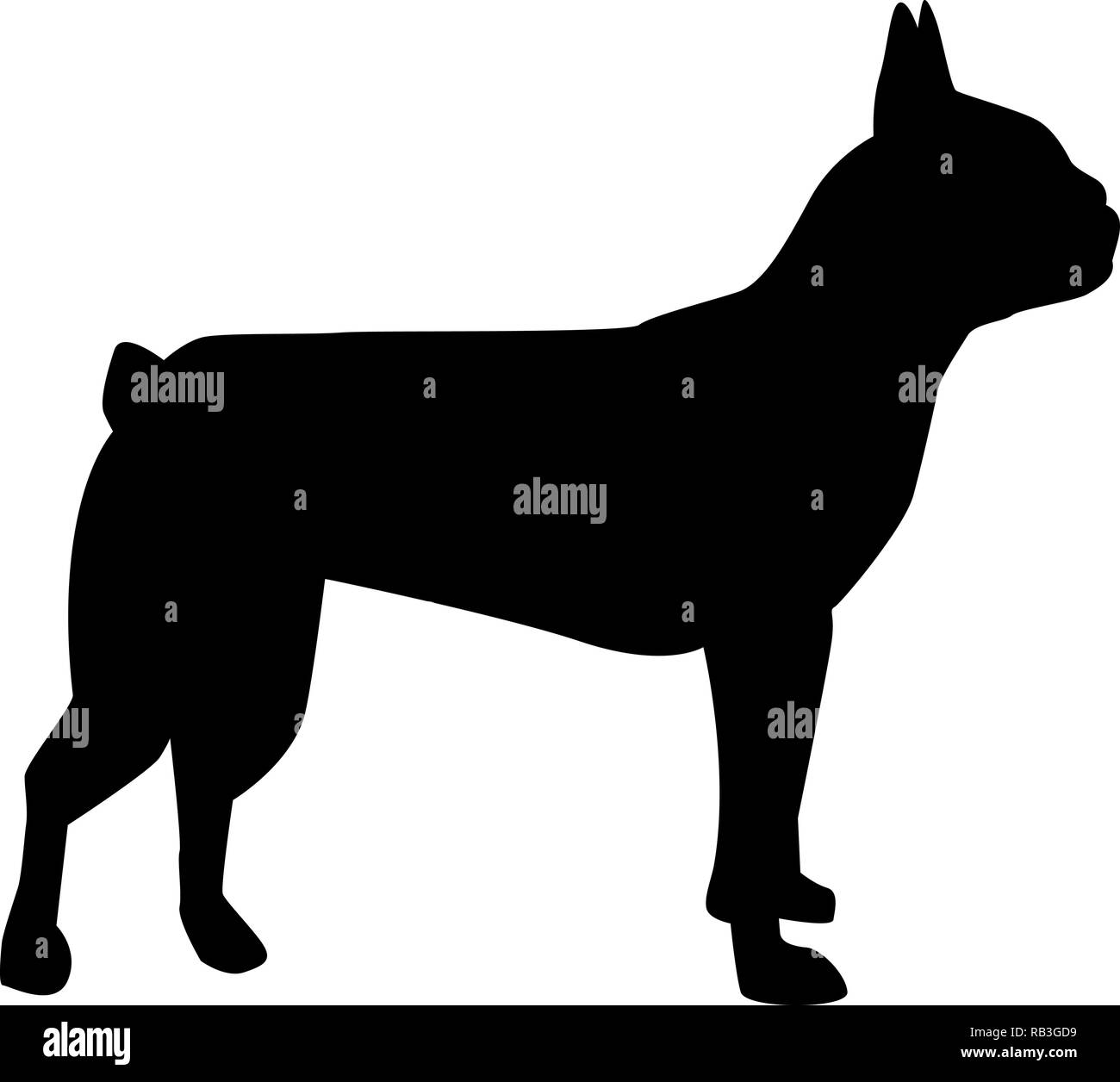 Boston terrier silhouette hi-res stock photography and images - Alamy