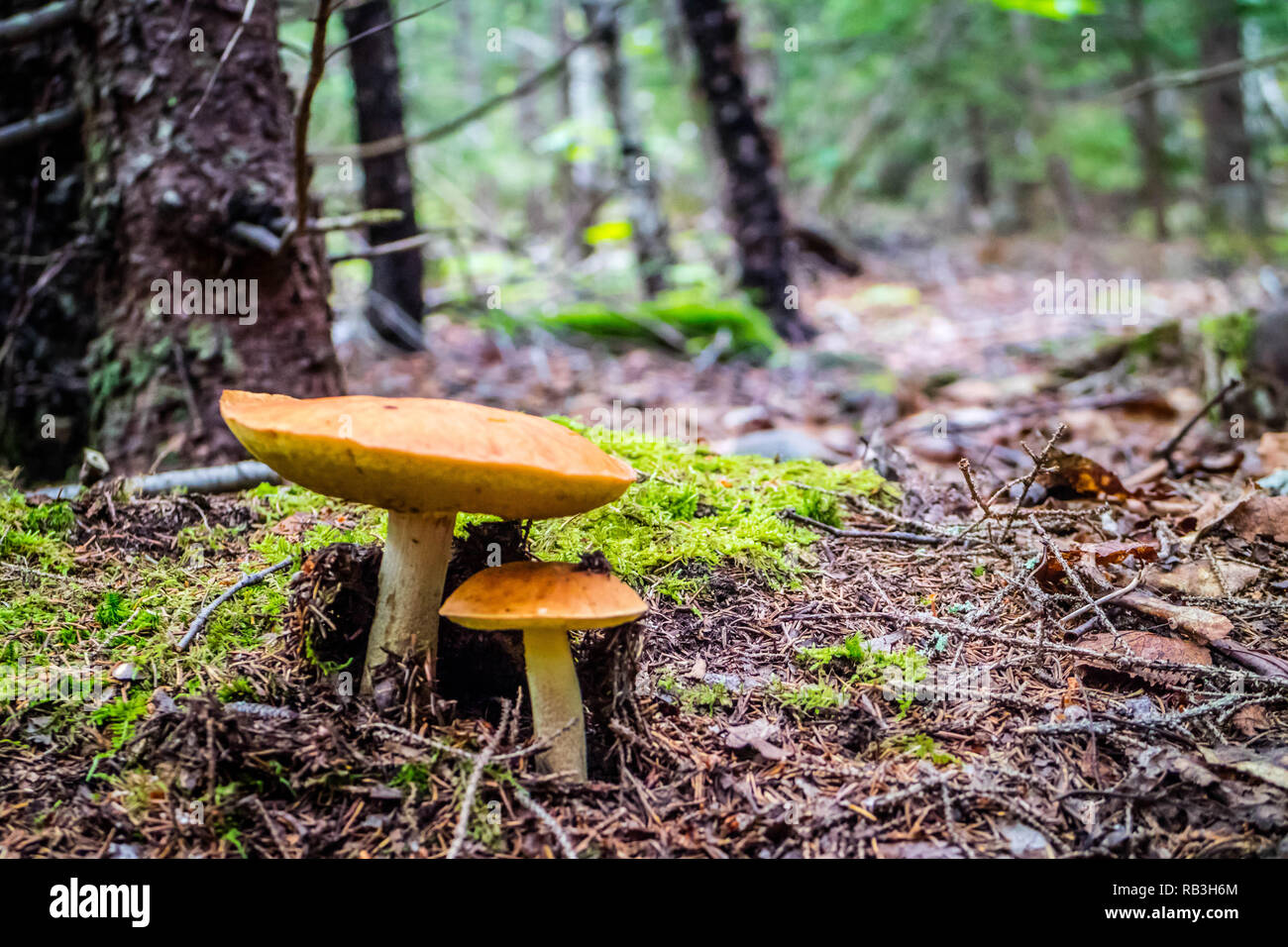 An Orange Birch Bolete Mushroom in Acadia National Park, Maine Stock ...