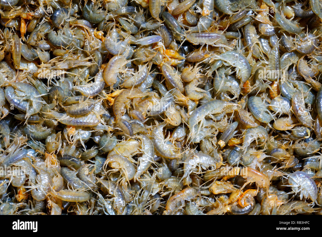 Gammarus shrimp hi-res stock photography and images - Alamy