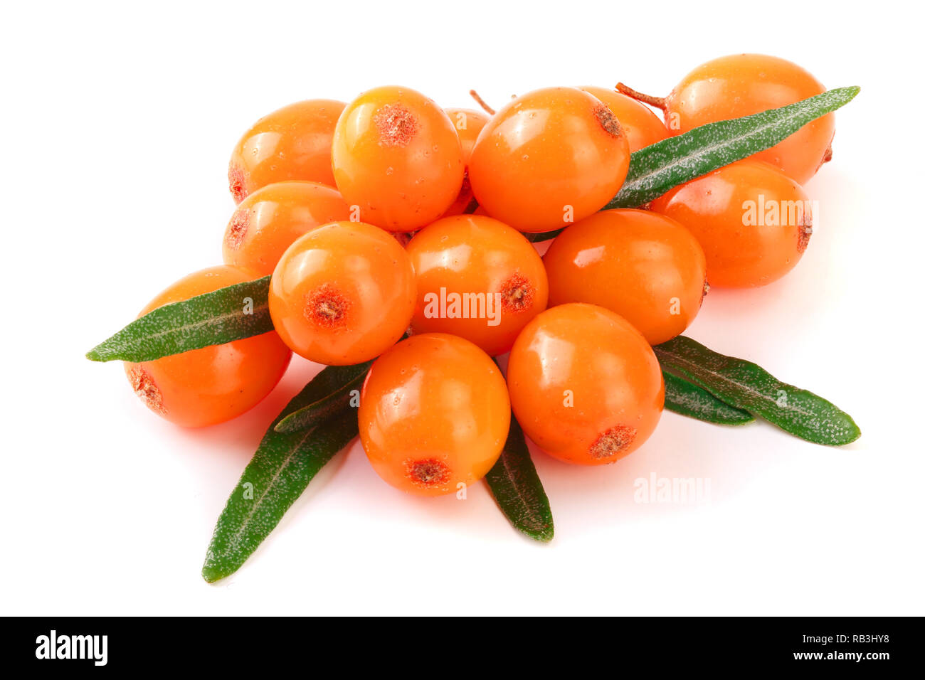 Sea buckthorn. Fresh ripe berry with leaves isolated on white ...