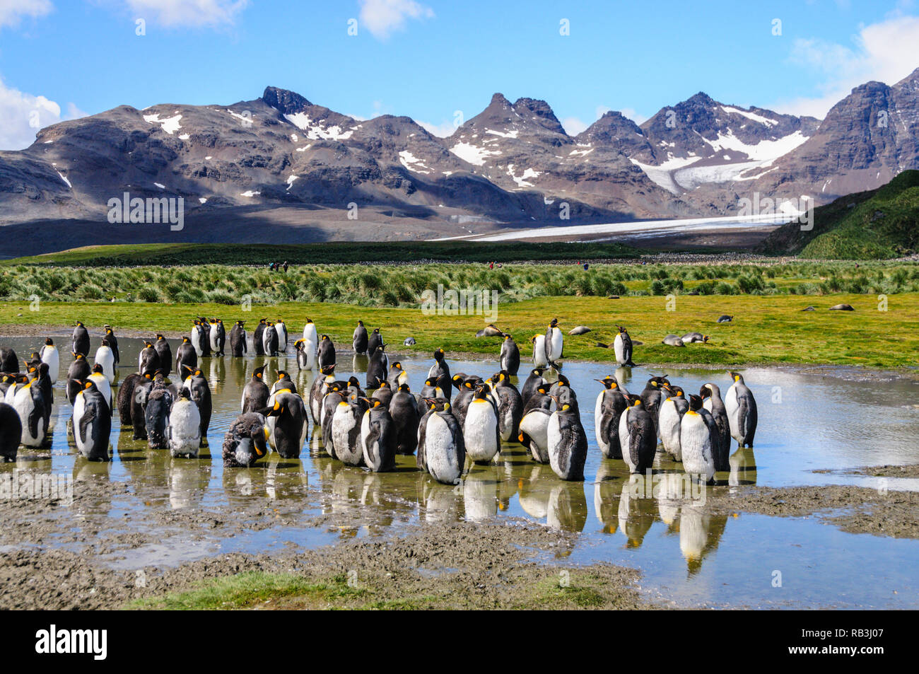 Baby emperor penguins close up hi-res stock photography and images - Alamy