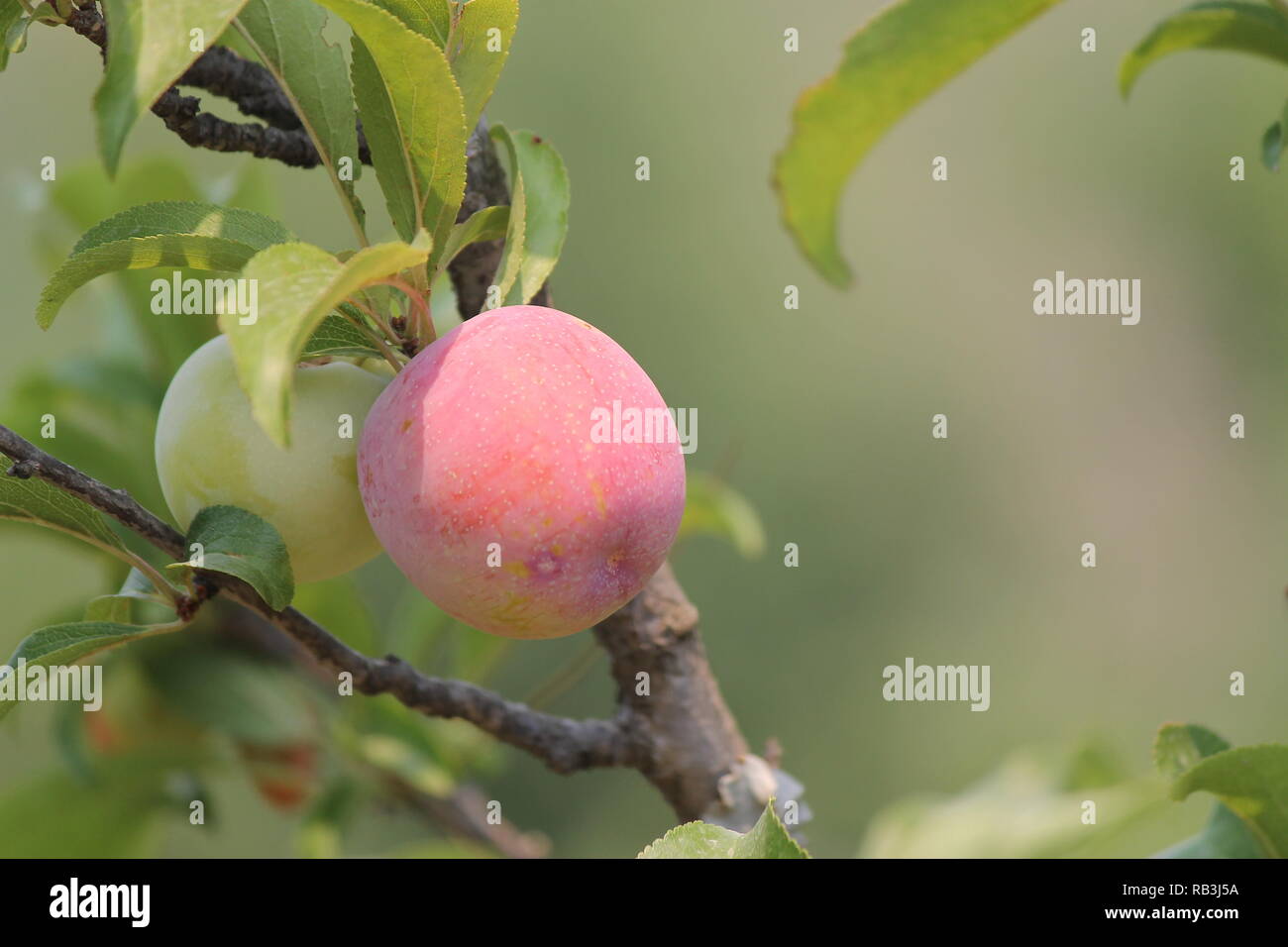 Kashmir fruits hi-res stock photography and images - Alamy