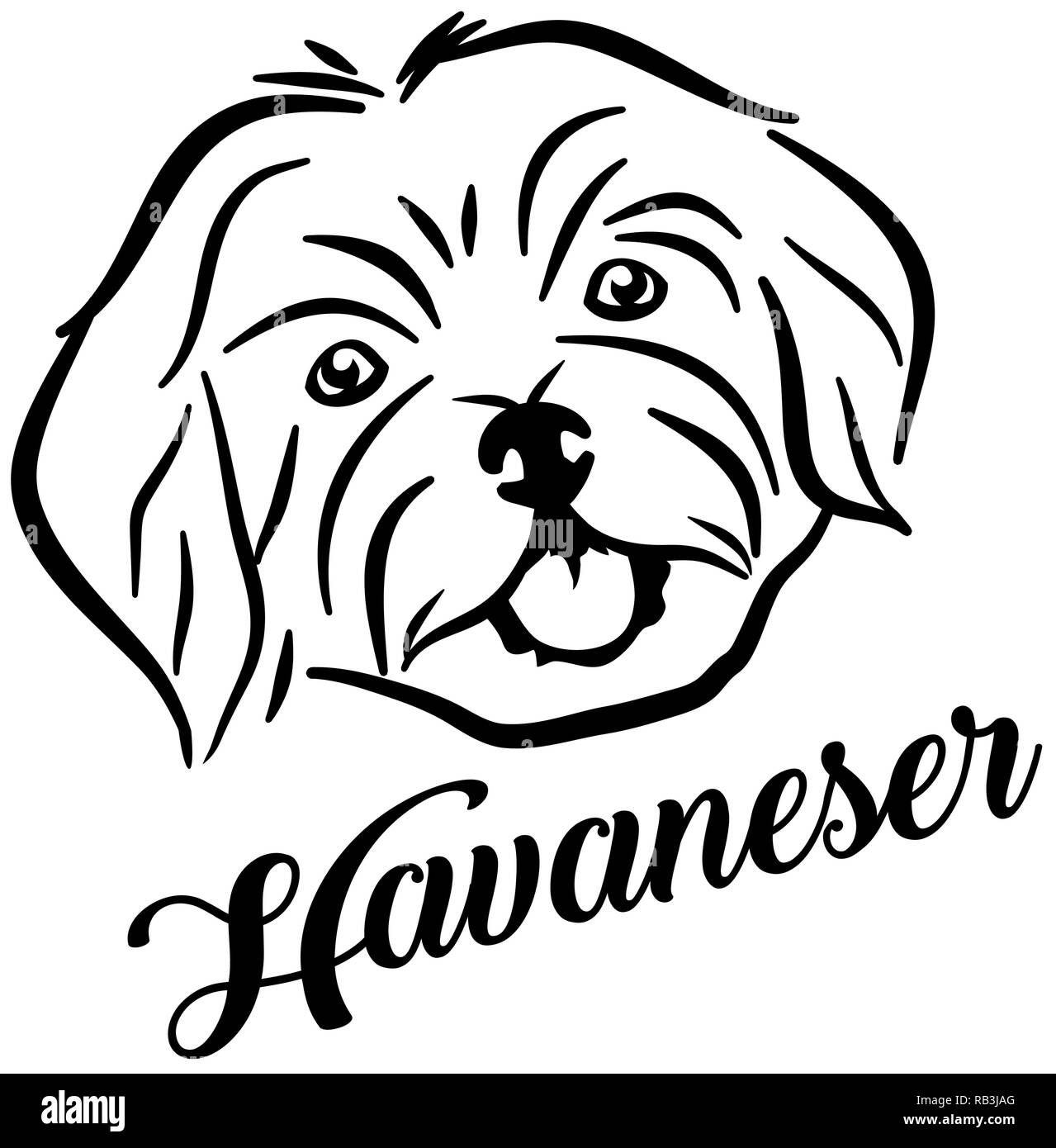 Havanese face hi-res stock photography and images - Alamy