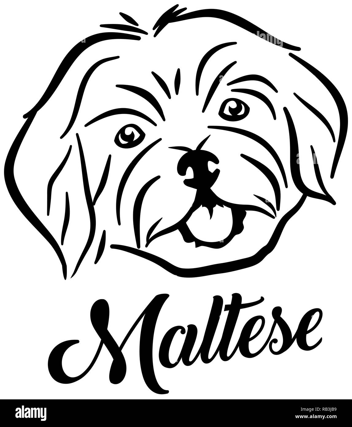 Maltese dog breed head Stock Vector Images - Alamy